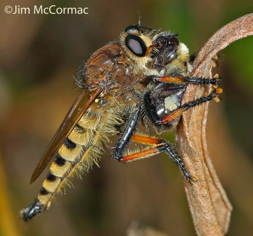 Ohio Birds and Biodiversity: Red-footed Cannibal Fly!