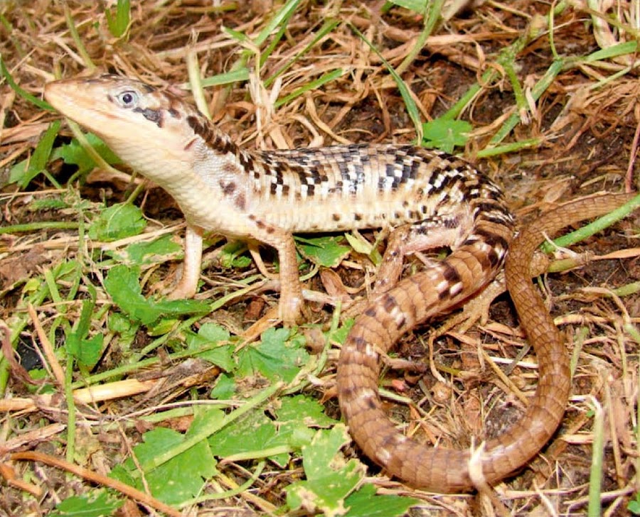 Species New to Science: [Herpetology • 2018] Gerrhonotus mccoyi • A New ...