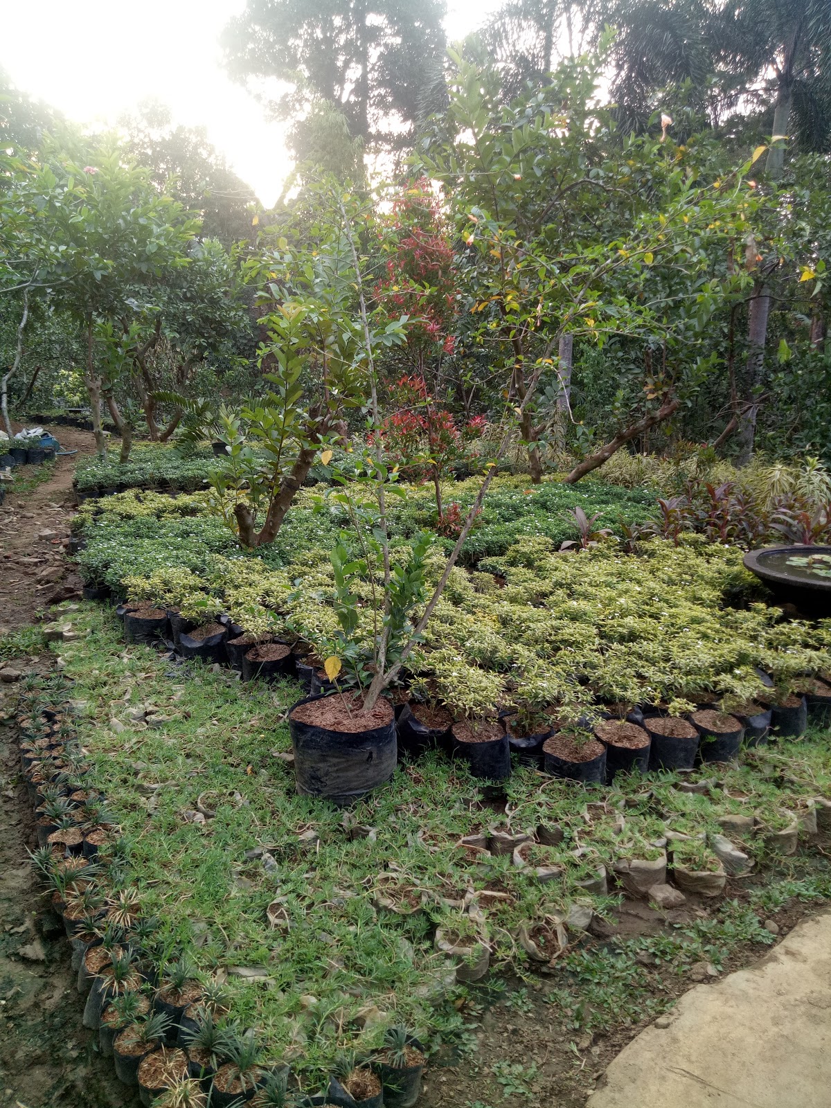 TANAMAN SABRINA ~ SINOX NURSERY