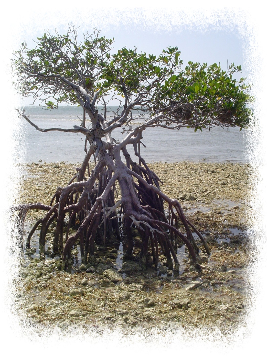 No viviendo en un mundo vivo: Mangle Rojo