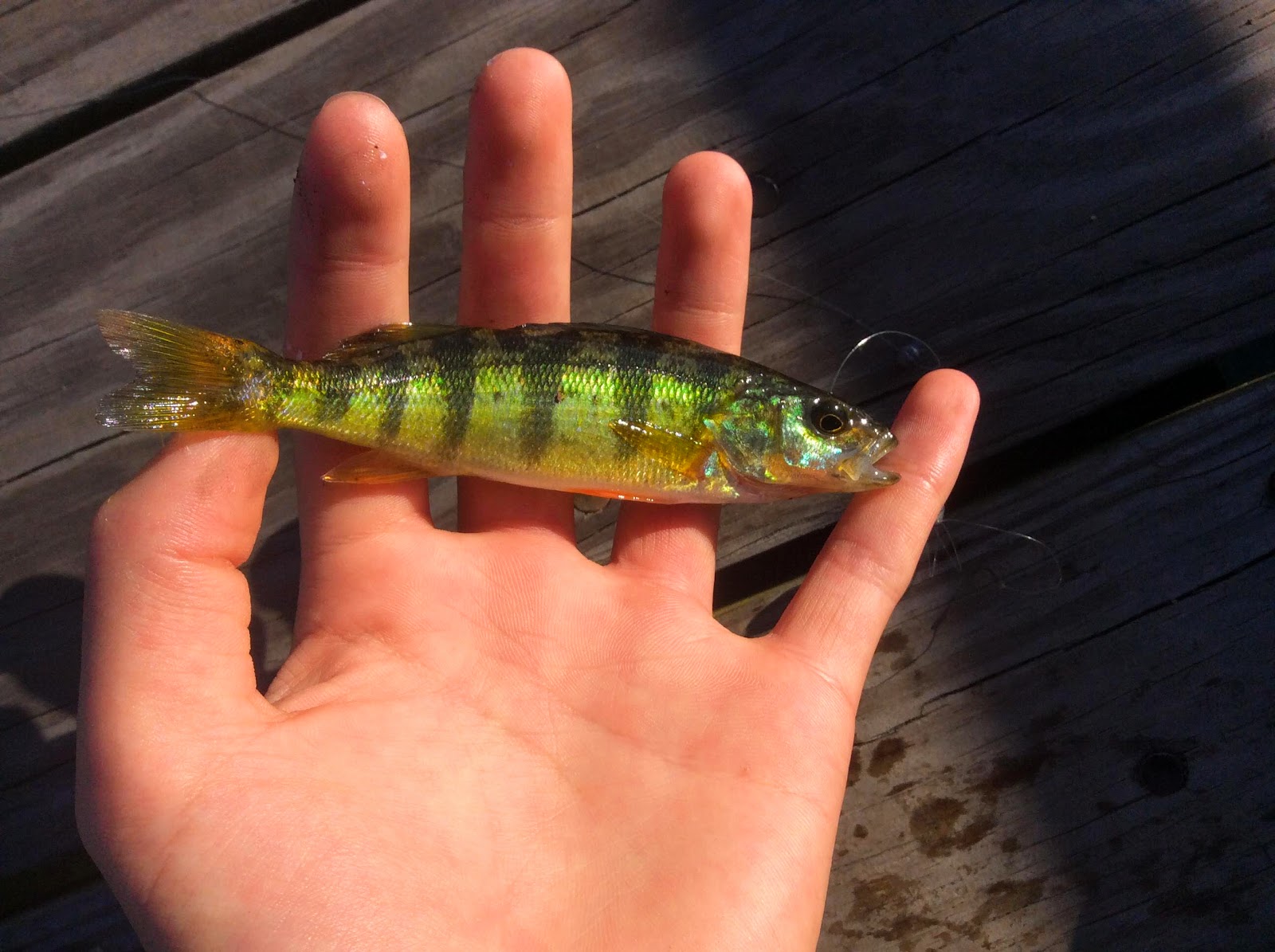 Bass on the Golf Course: Fresh in the Finger Lakes: Day 4 (continued)