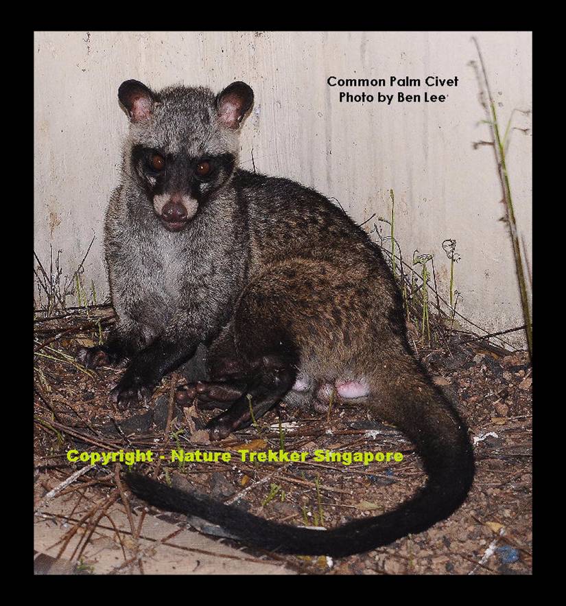 Singapore Wild Animals