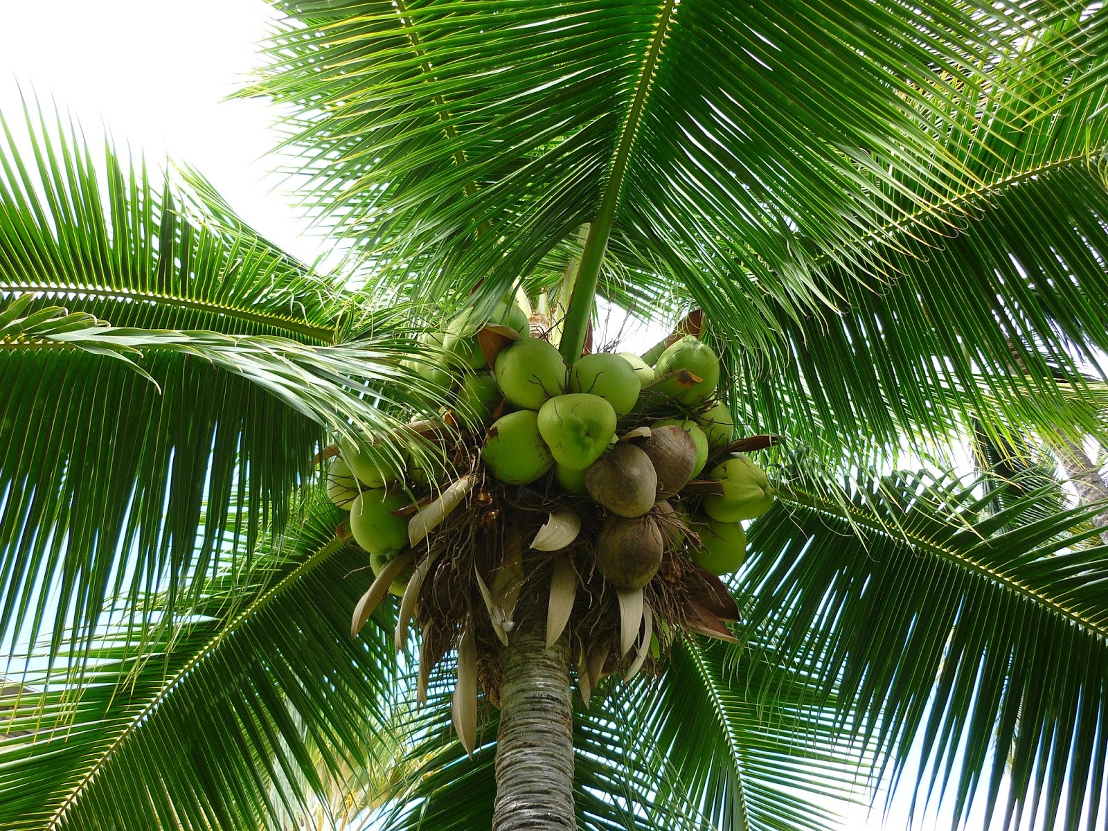 Biology Online Summer Course: Leaves and Photosynthesis.