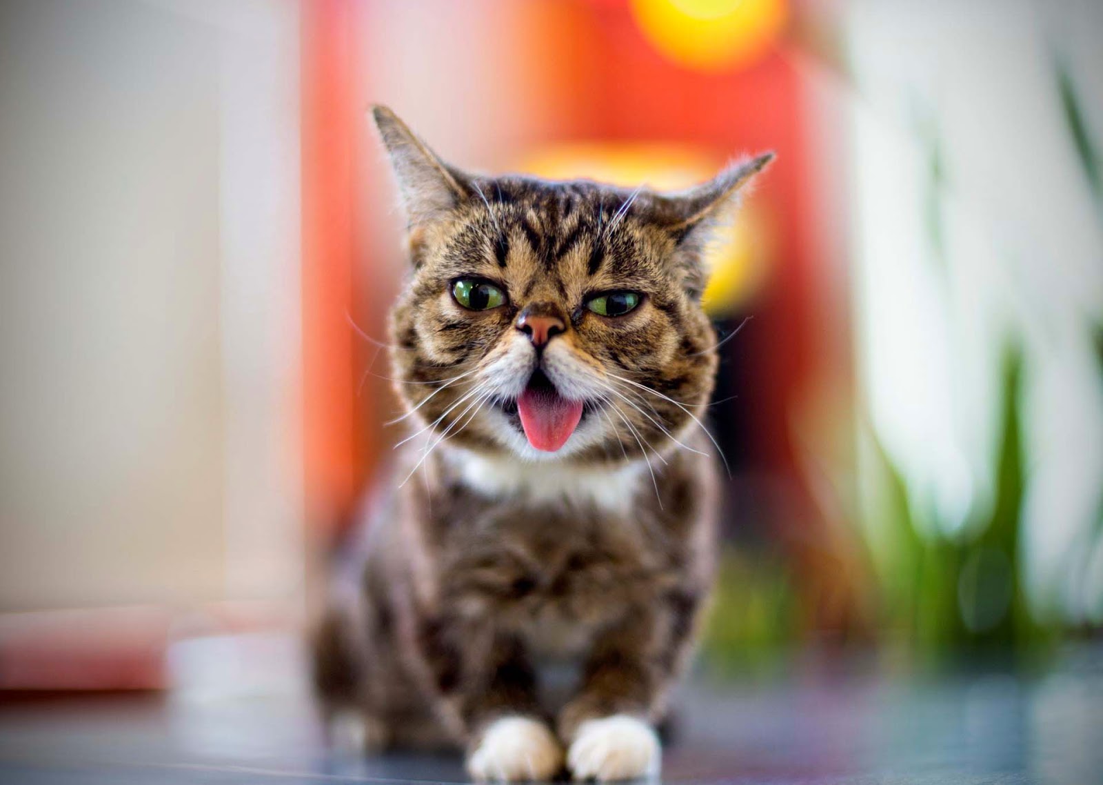 Lil Bub Puppies Wallpaper image | Free HD Wallpaper