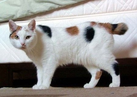 El Gato Manx | Z Razas de Gatos