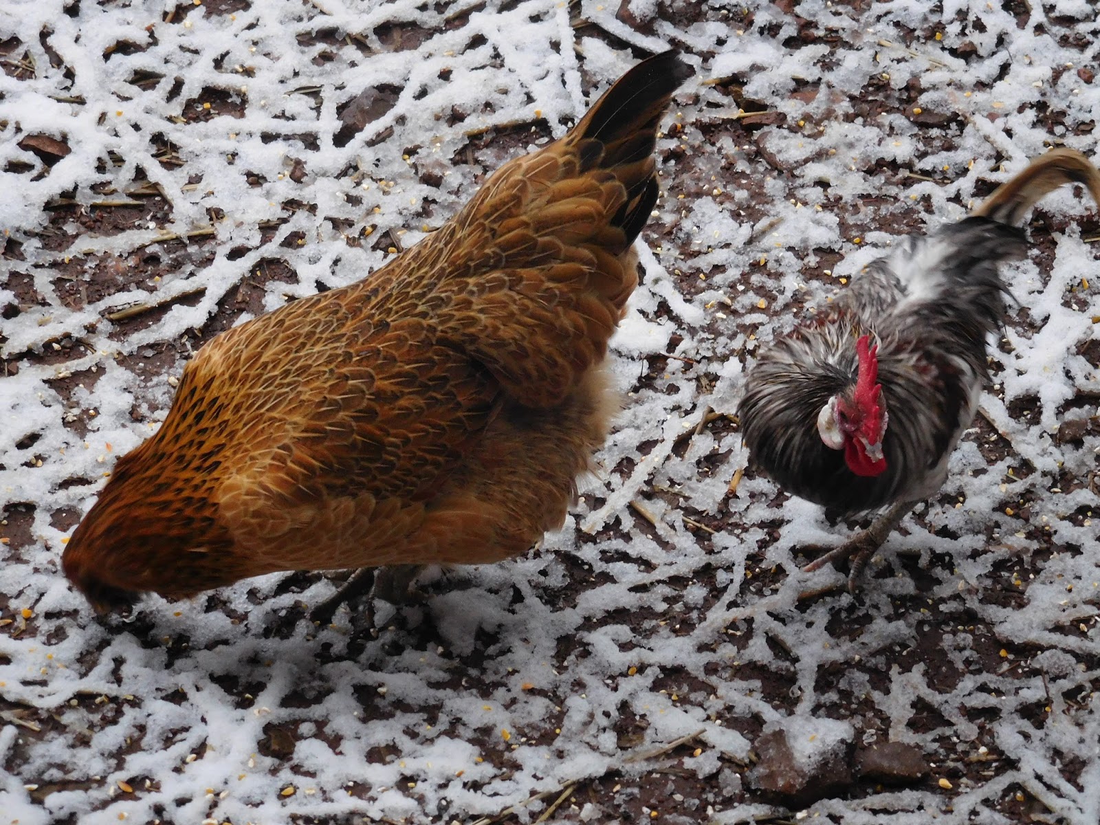 Chickens in the Snow - A Mountain Hearth