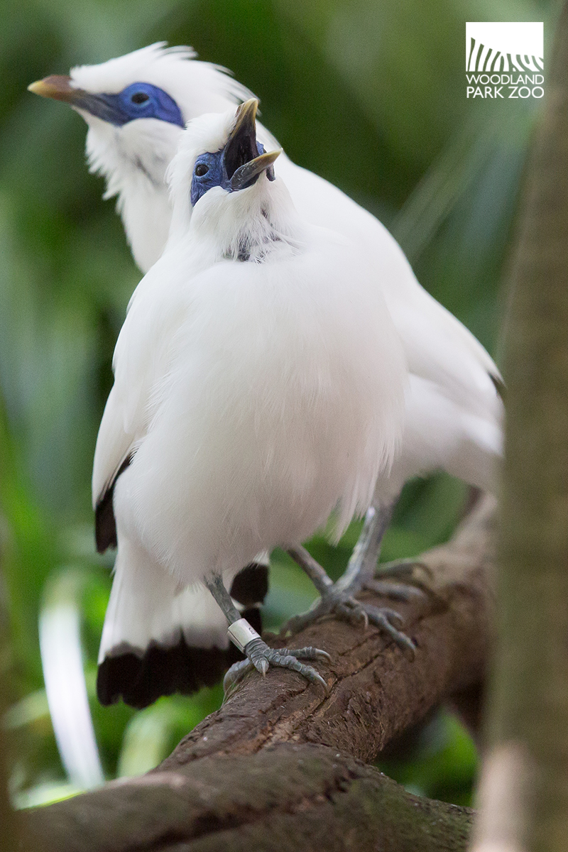 First Bali mynah chicks to hatch at zoo in over two decades, a symbol ...