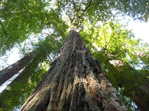 Biology Snippets: What is the largest living organism, a plant or an ...