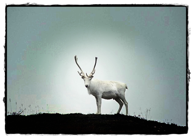 Lervikshustrun: Den vita renen