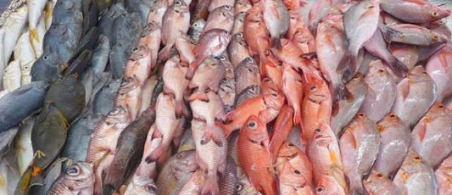 THE VIEW FROM FEZ: Morocco - Africa's #1 Fish Producer