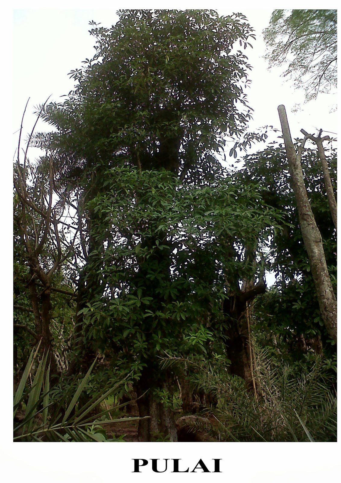 Taman BBM GARDEN PRATAMA: pohon pulai