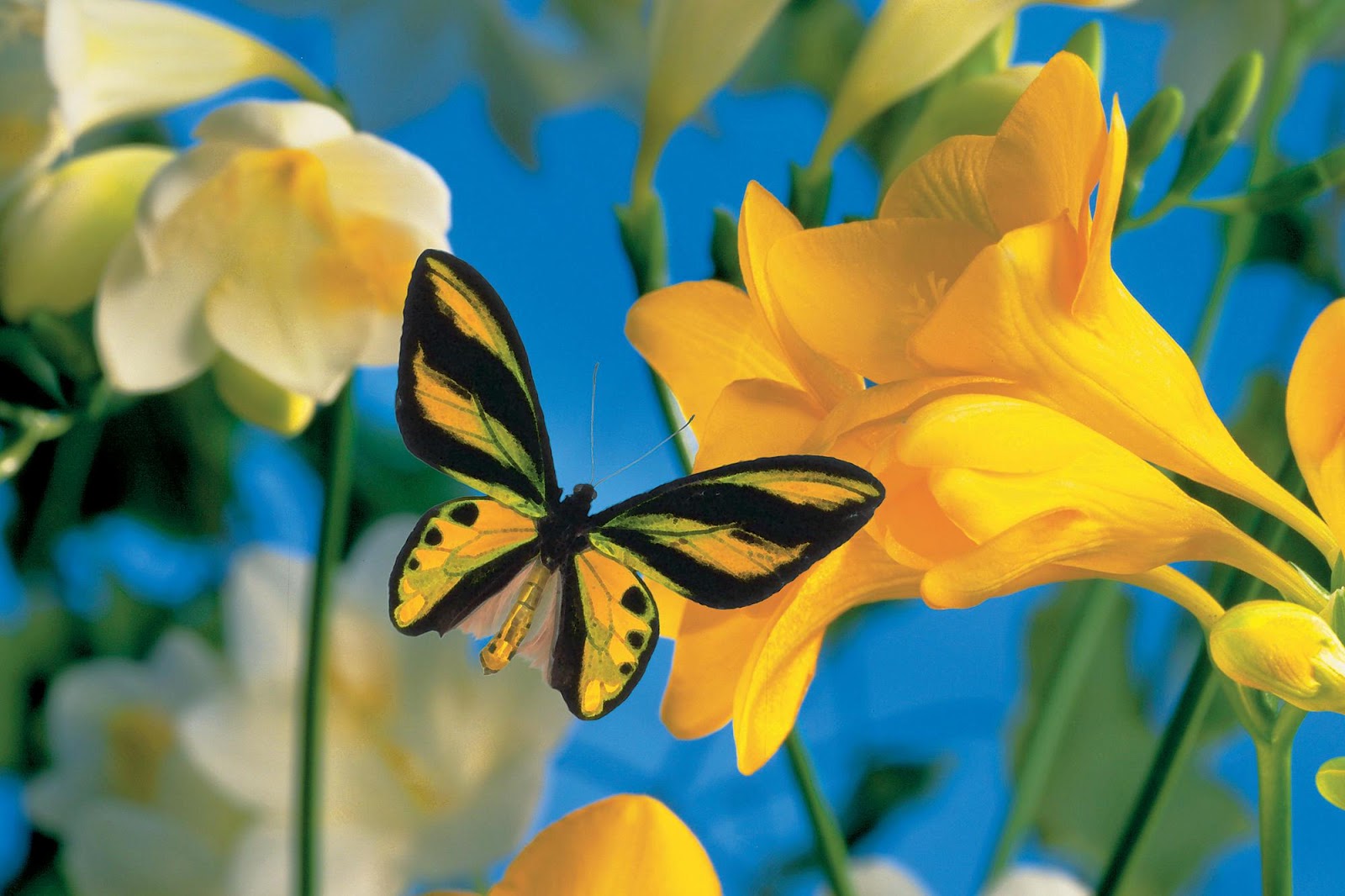 FREZAGUE74: BELLAS MARIPOSAS WALLPAPERS