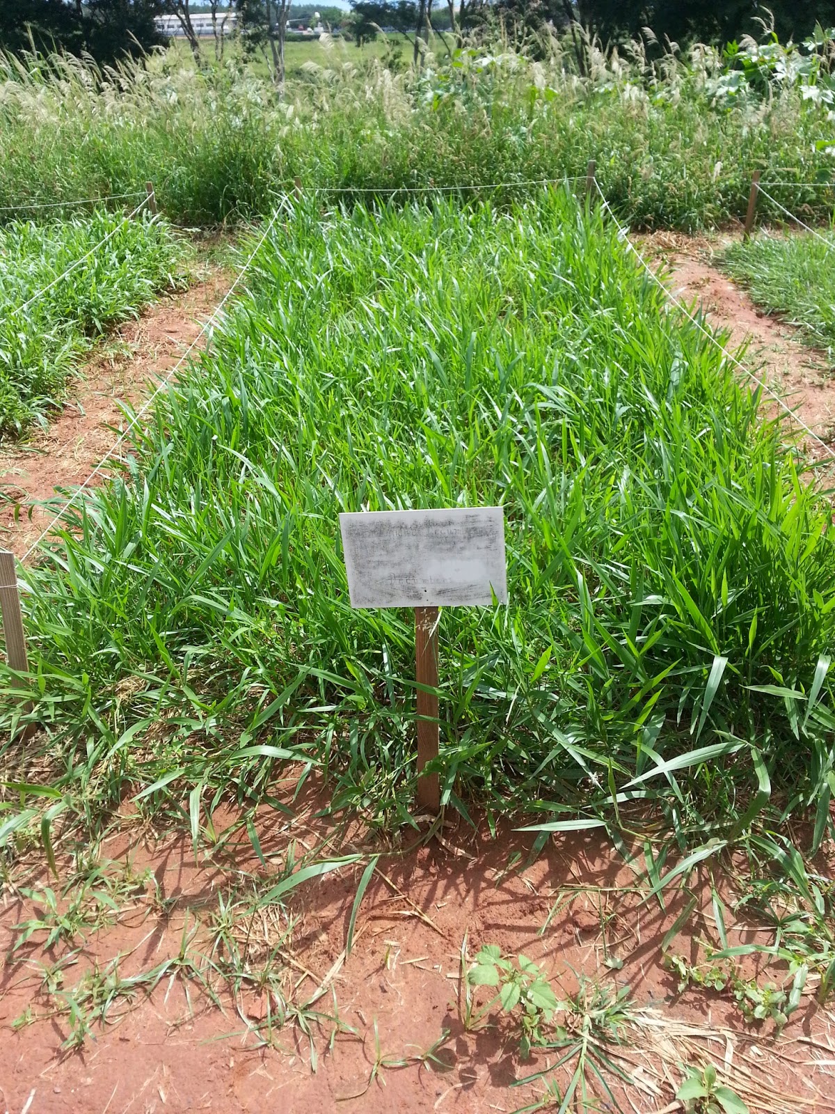 Fazendo Agro: Brachiaria Decumbens