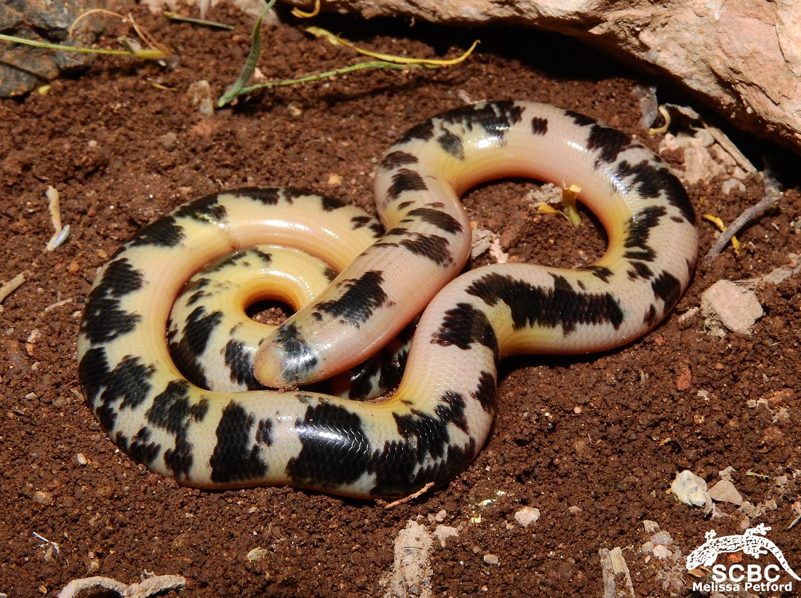 Soutpansberg Centre for Biodiversity and Conservation : Lizard Life ...