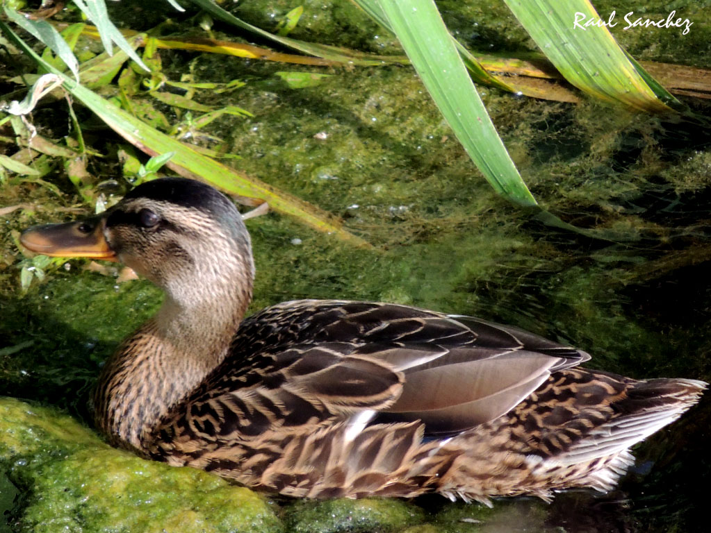 Naturaleza Viva : EL Pato de Rio ( Familia Anatidae ) Anade friso ...