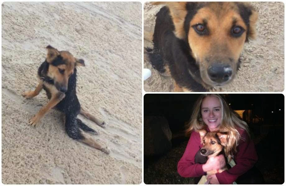 [CORAZON DE ORO] Modelo rescata perro paraplégico en Tailandia y se lo ...