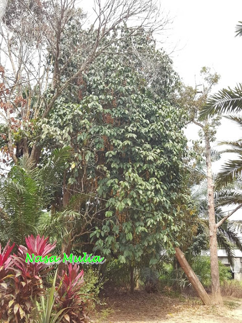warna warni hidupku..............: Pokok Buah Rambai