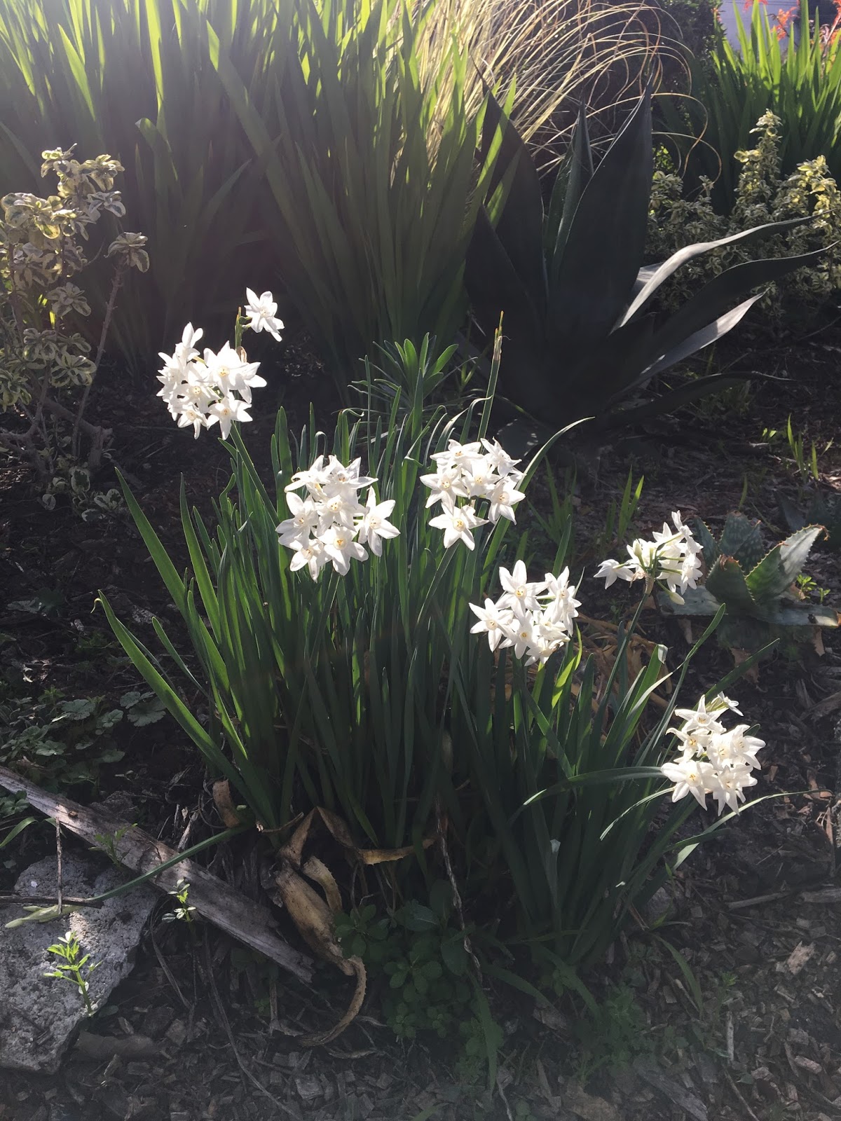 Pennsylvania Street Gardens: Plant profile: Narcissus papyraceus ...