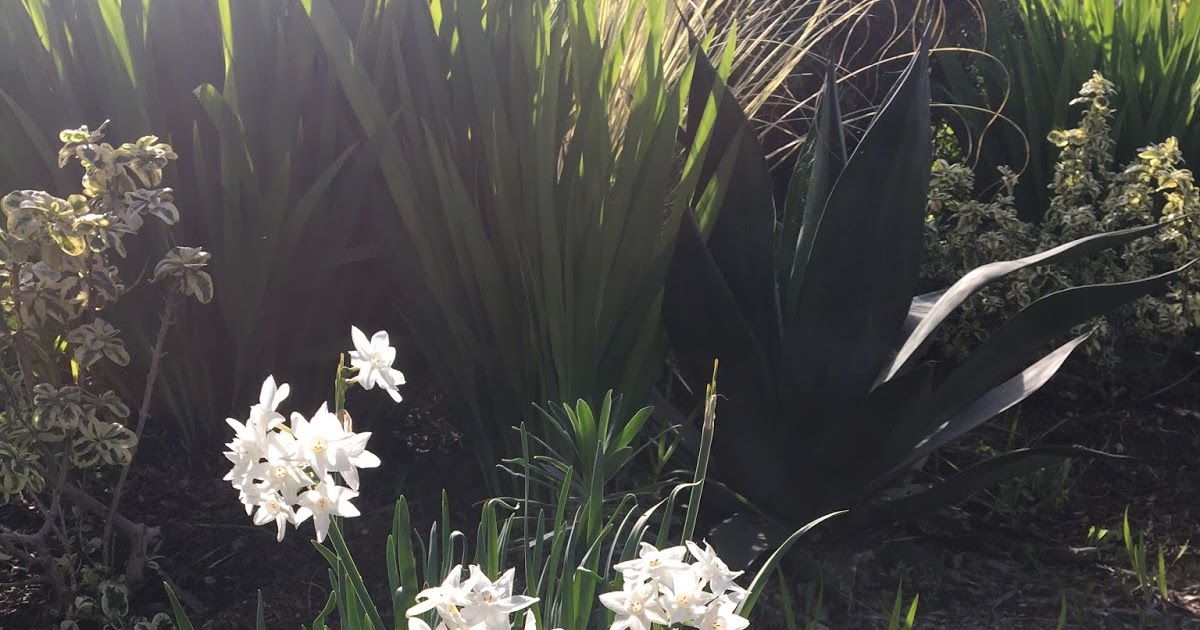 Pennsylvania Street Gardens: Plant profile: Narcissus papyraceus ...