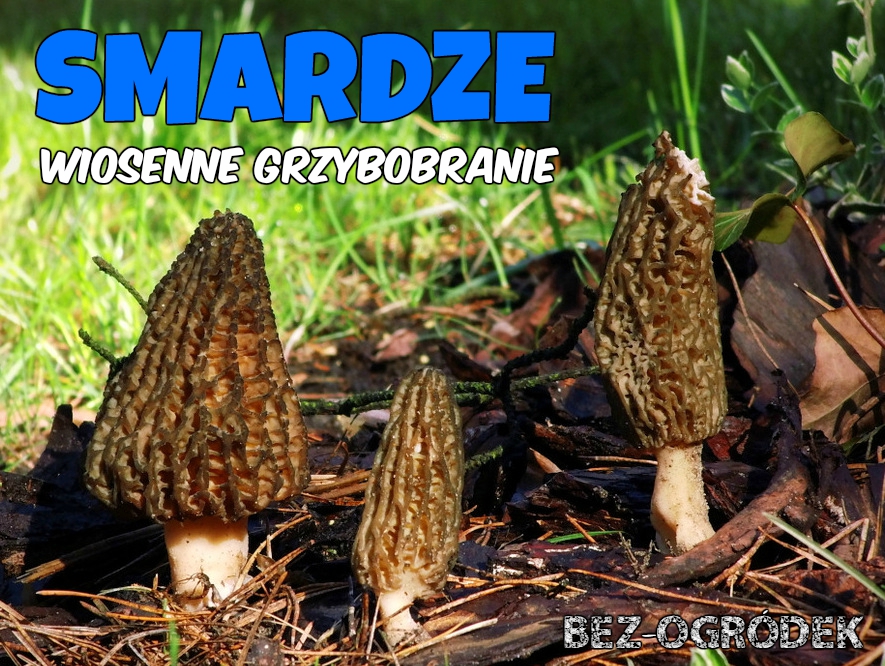 Wiosenne grzybobranie - o smardzach | BEZ OGRÓDEK | blog ogrodniczy