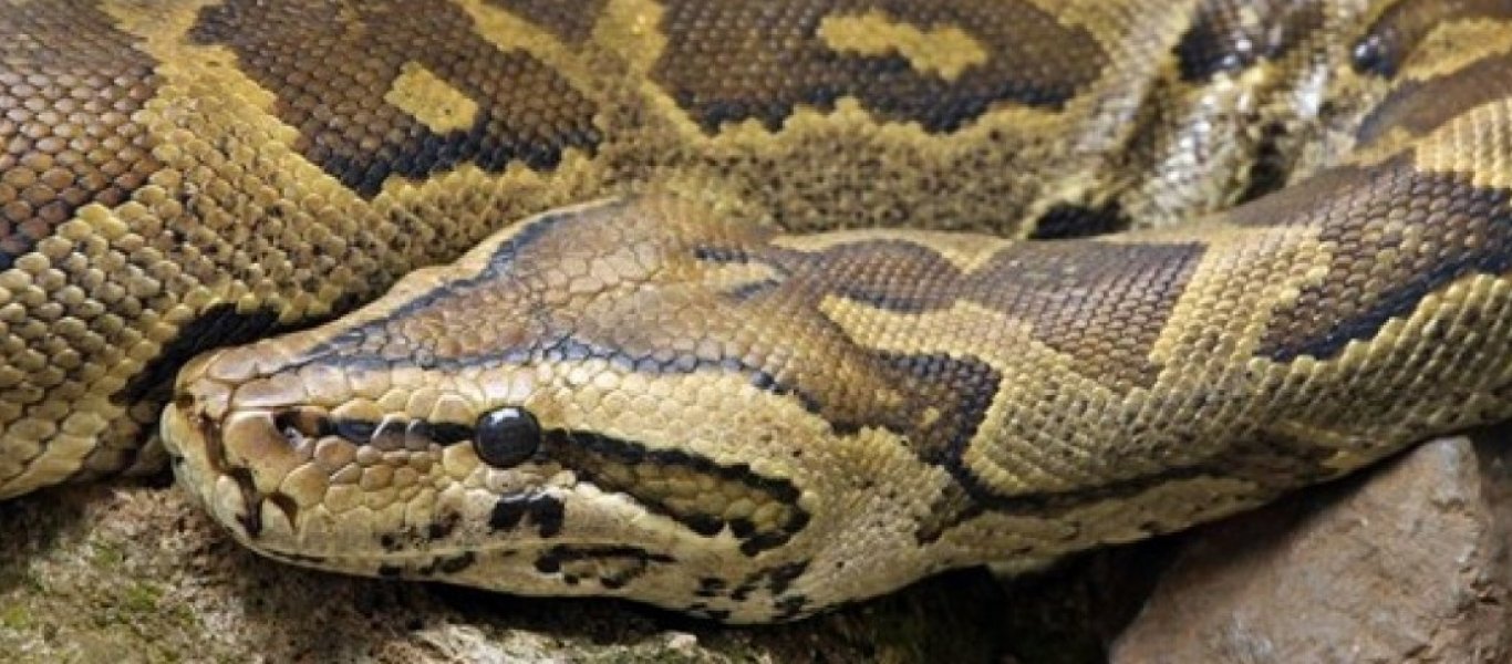 ΛΕΥΤΕΡΙΑ: Πύθωνας έπνιξε τον ιδιοκτήτη του που τον μετέφερε με τη ...