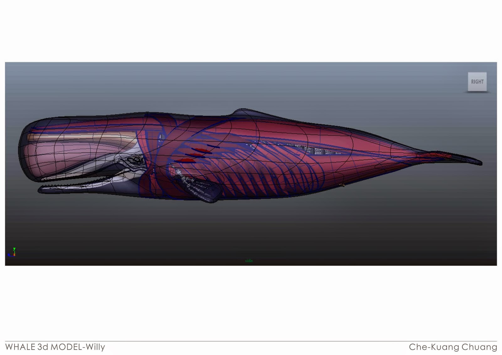 That's my whale, and his name is Willy. | C.K. Chuang EXCESSIVE