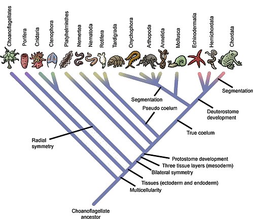 Phylum ~ Dunia Hewan