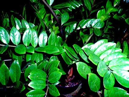 Simak! Gambar Tanaman Bunga Dolar Populer - Informasi Seputar Tanaman Hias