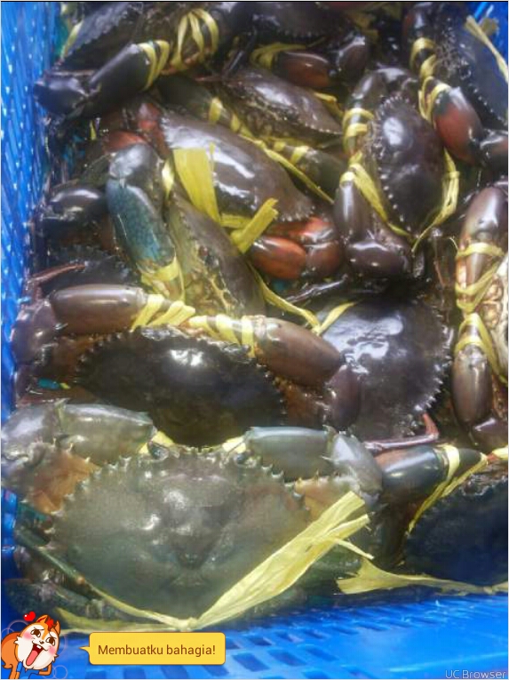 Jual Beli kepiting