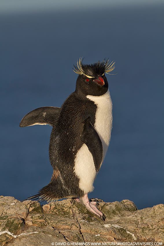 Nature's Photo Adventures