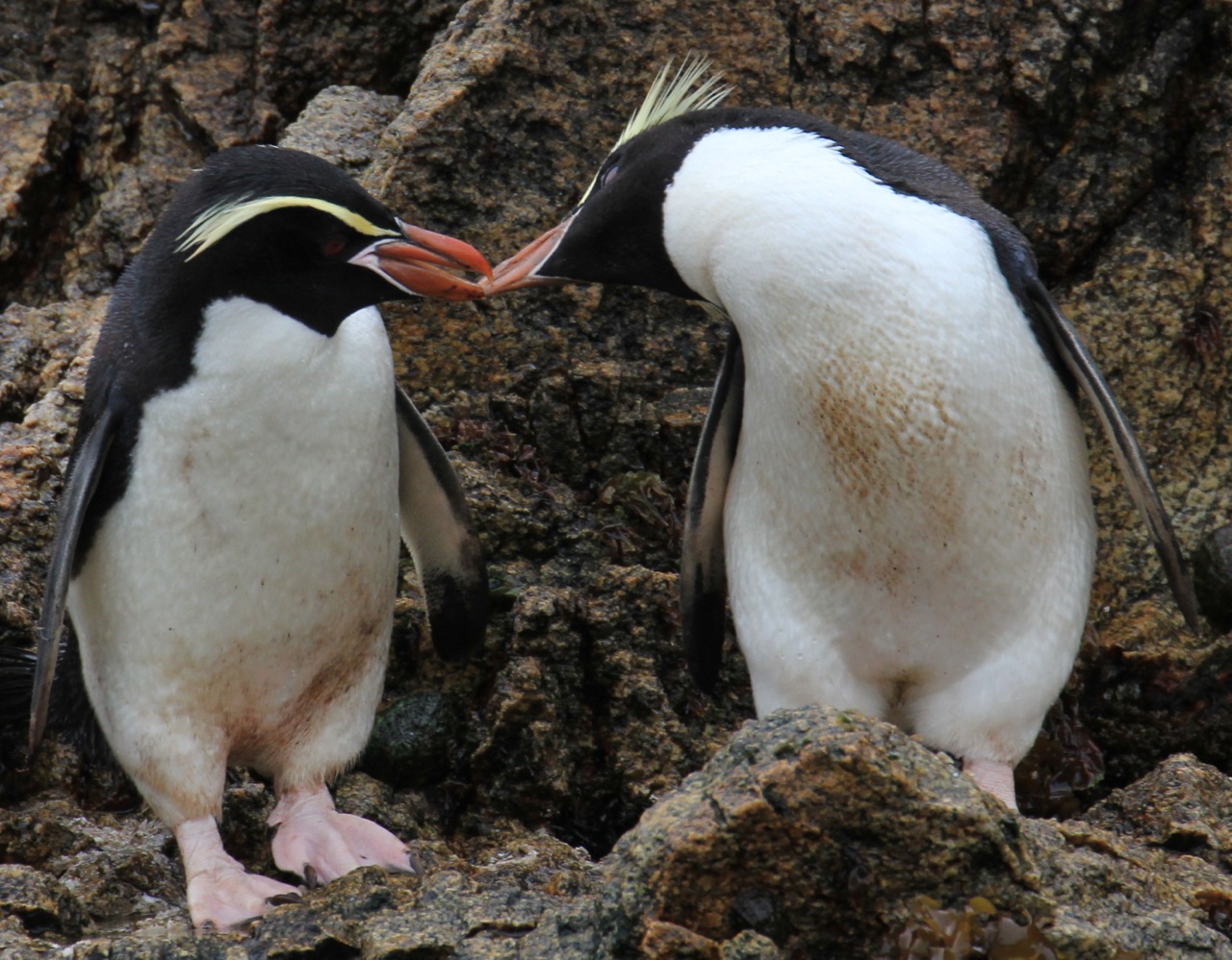 Heading South: The Snares