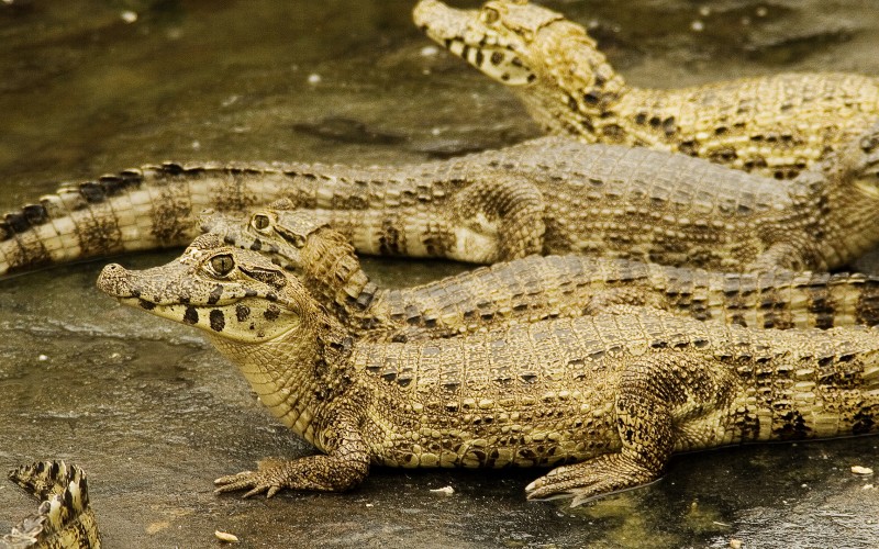 Diario Territorio y Desarrollo: SE VA EL CAIMÁN.