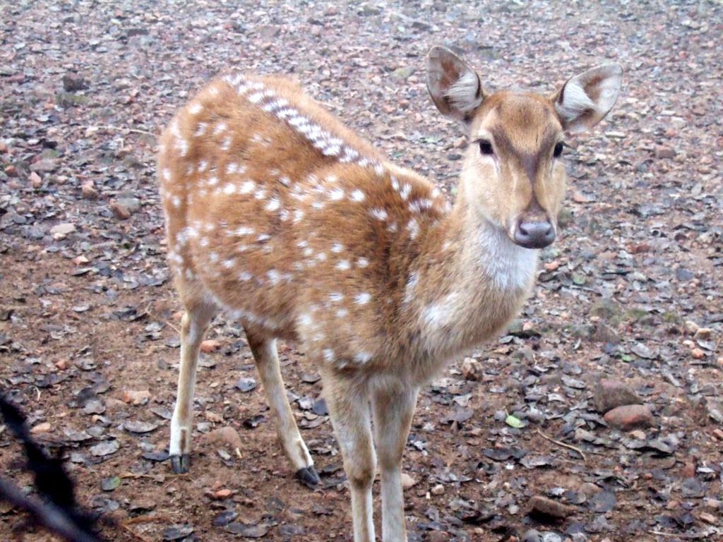 ANICCASIGHT: An Ancient Flourishing site of Buddhism - Sarnath