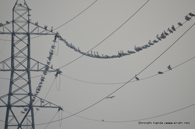 Birds on the powerline-Pallikaranai off OMR, Chennai - eNidhi India ...