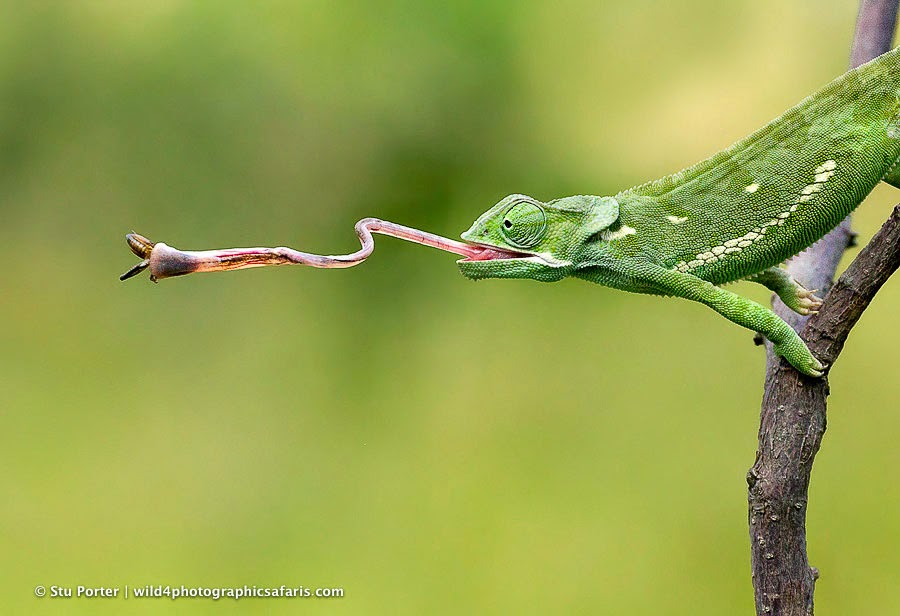 All About Science: Mengenal Berbagai Macam Adaptasi