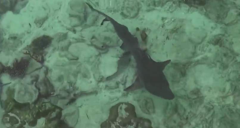 Gambar Ikan Anak Hiu | Goog-Gambar