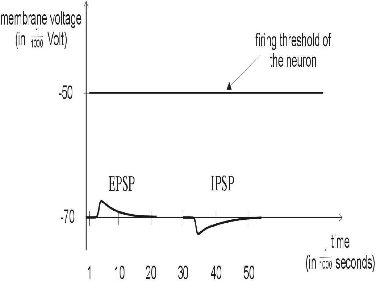 Ermitage TPE 1S1: C. La Synapse