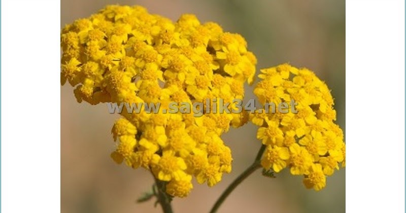 Civan Perçemi Özellikleri ve Faydaları - Sağlık, Şifalı Bitkiler ...