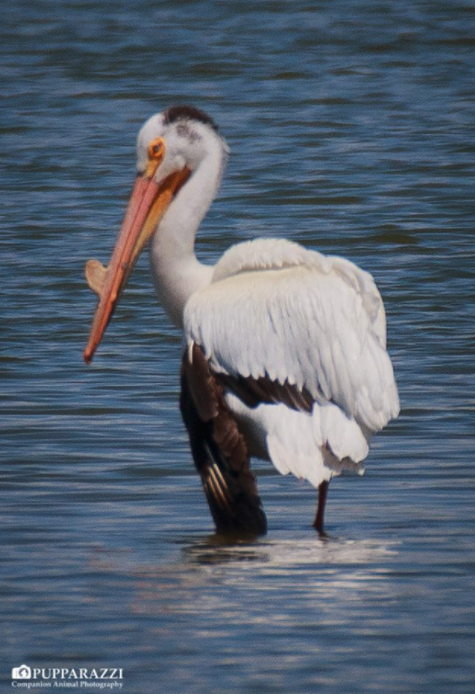 Laura's Birding Blog: Of Bald and Toupee-Wearing Birds