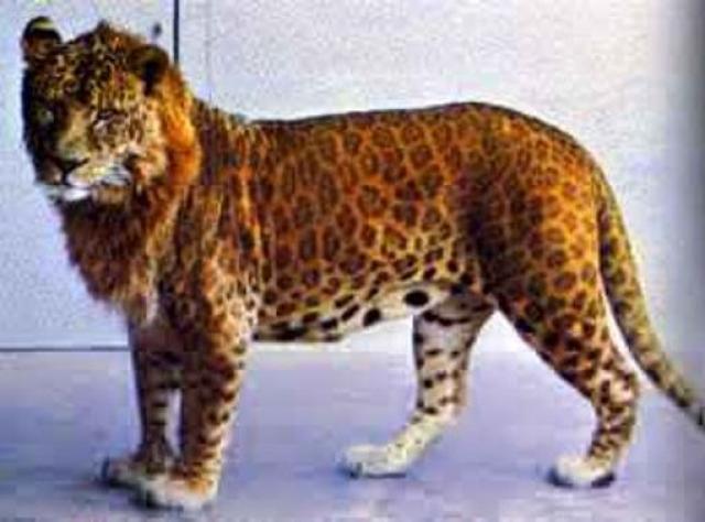 Los animales asombrosos: BIENVENIDOS AMIGOS