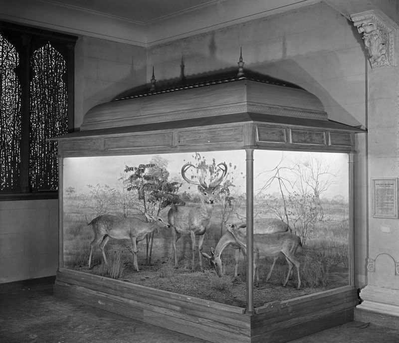 deep space daguerreotype: Dioramas from the American Museum of Natural ...