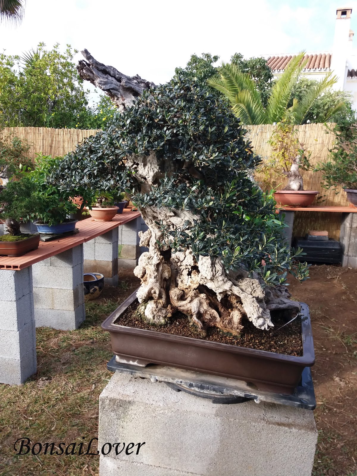 Nara Bonsai Garden, o un sueño hecho realidad - Día a día de un Bonsailover
