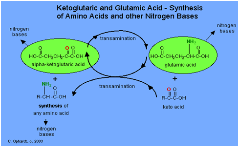 Gizi Klinik: Metabolisme Protein