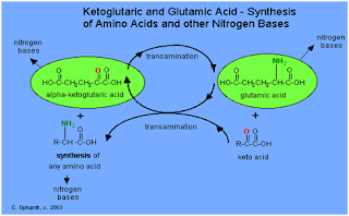 Gizi Klinik: Metabolisme Protein