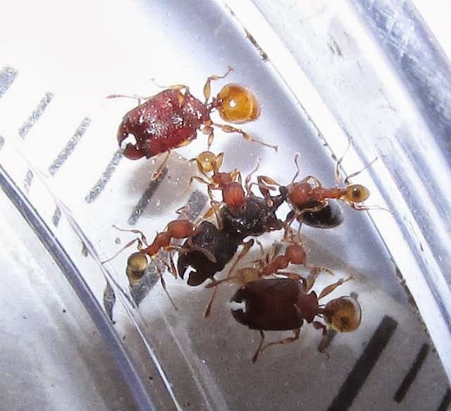 Photos and Info on Ants and Termites of Malaysia: Pheidole sp