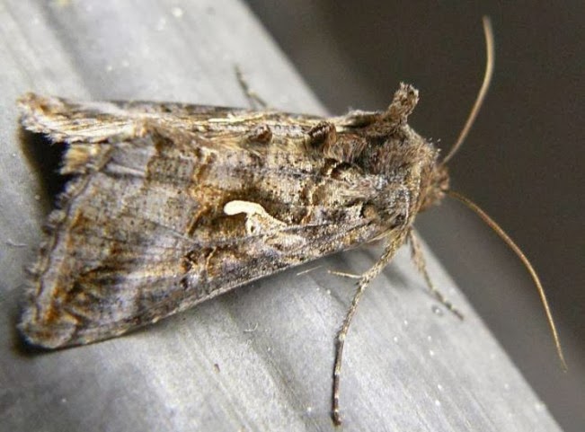Fauna Urbana Villa María: Polillas en Argentina provienen de Uruguay.