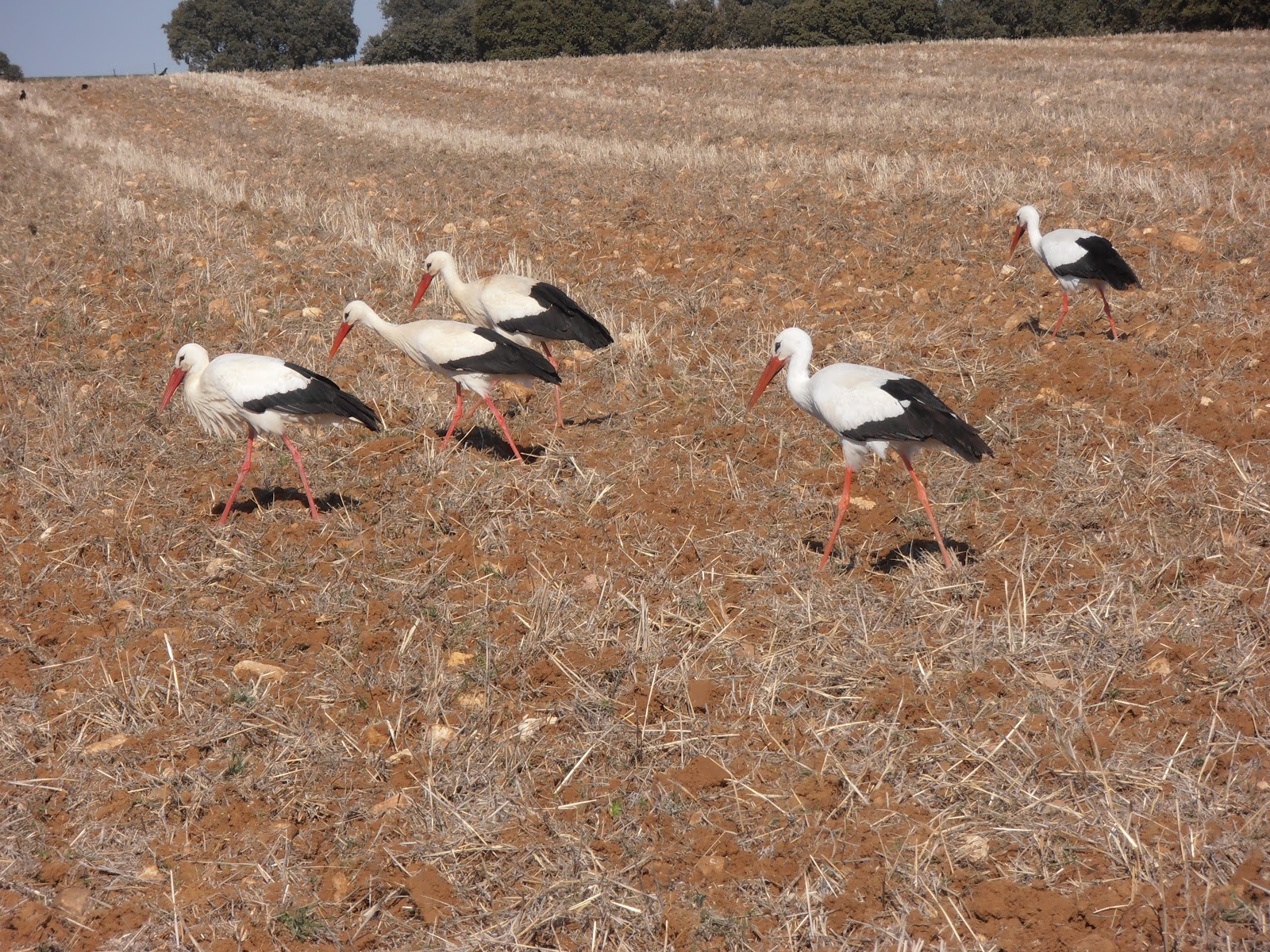 CIGÜEÑA: Ciconia ciconia | Plantas rioMoros