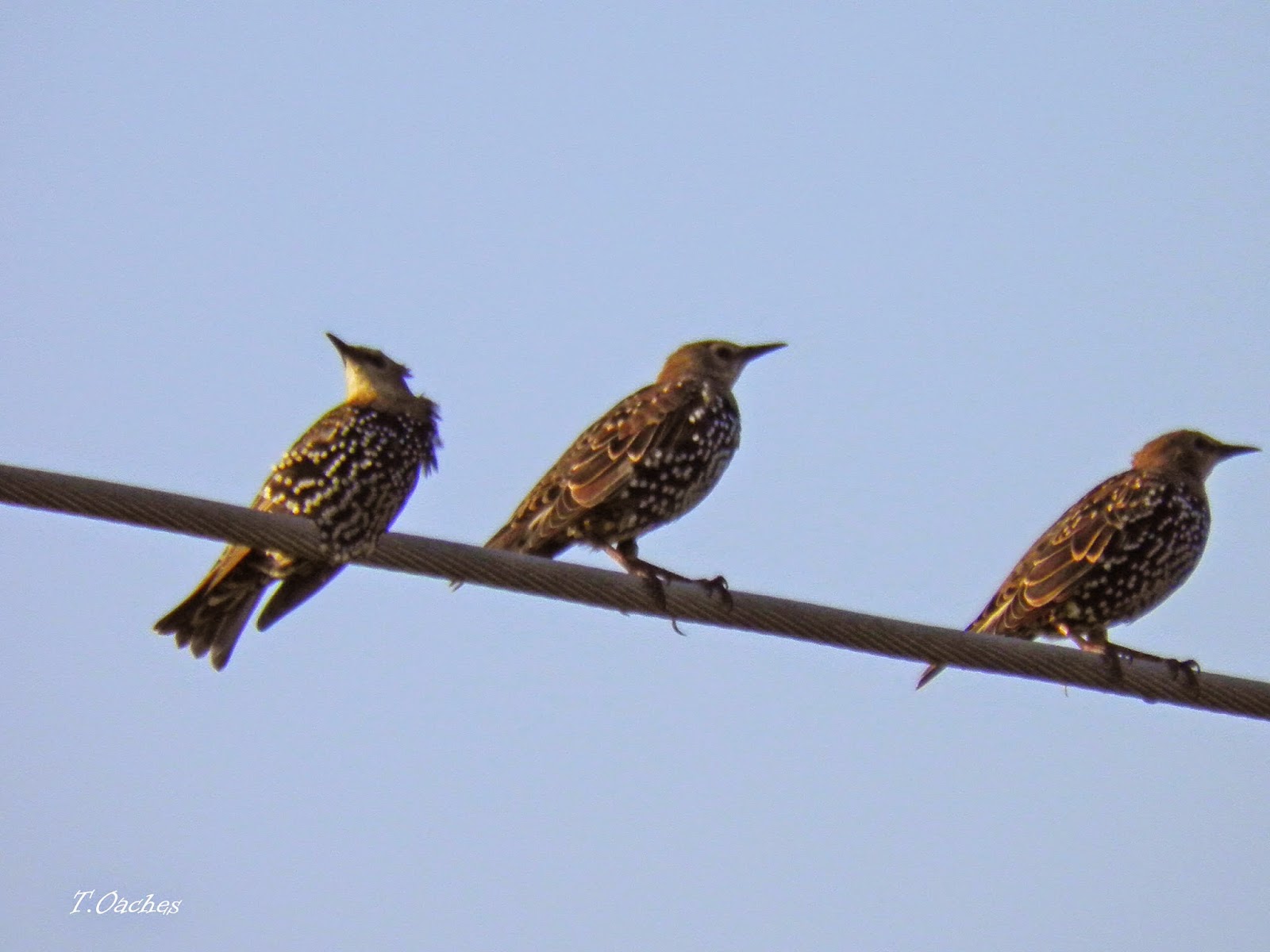 PASARI DIN ROMANIA: GRAUR (1), Sturnus vulgaris