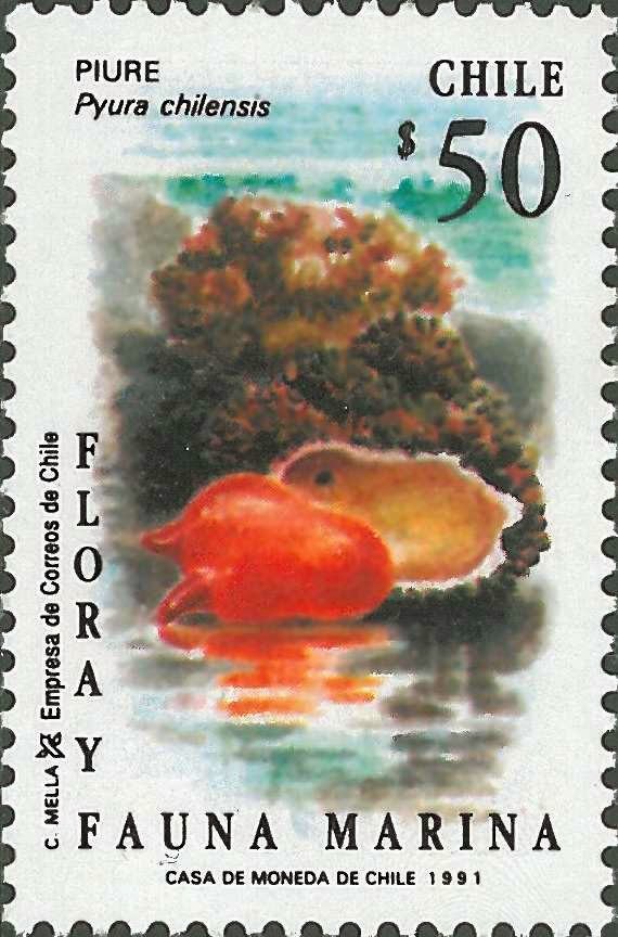 Pyura Chilensis: Rocas de Carne. ~ Dirty Mind Society