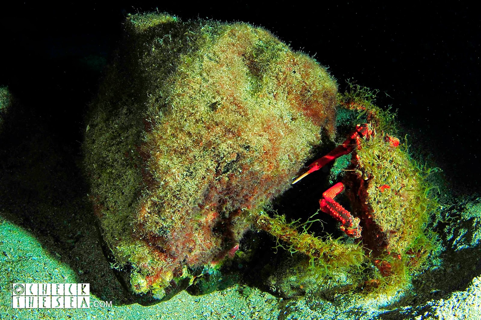 Check the Sea. Web de buceo y fotografía submarina de las Islas ...